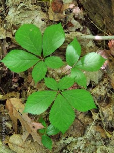 How to Grow Ginseng - Step-by-Step Guide to Grow the Best Ginseng ...