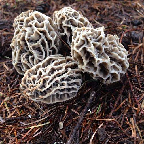 Wild Edible Nuts: A Comprehensive Guide to Foraging in the Forest ...