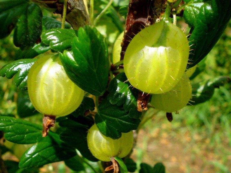 5 Tips for Growing Delicious Gooseberries: A Guide for Gardeners ...